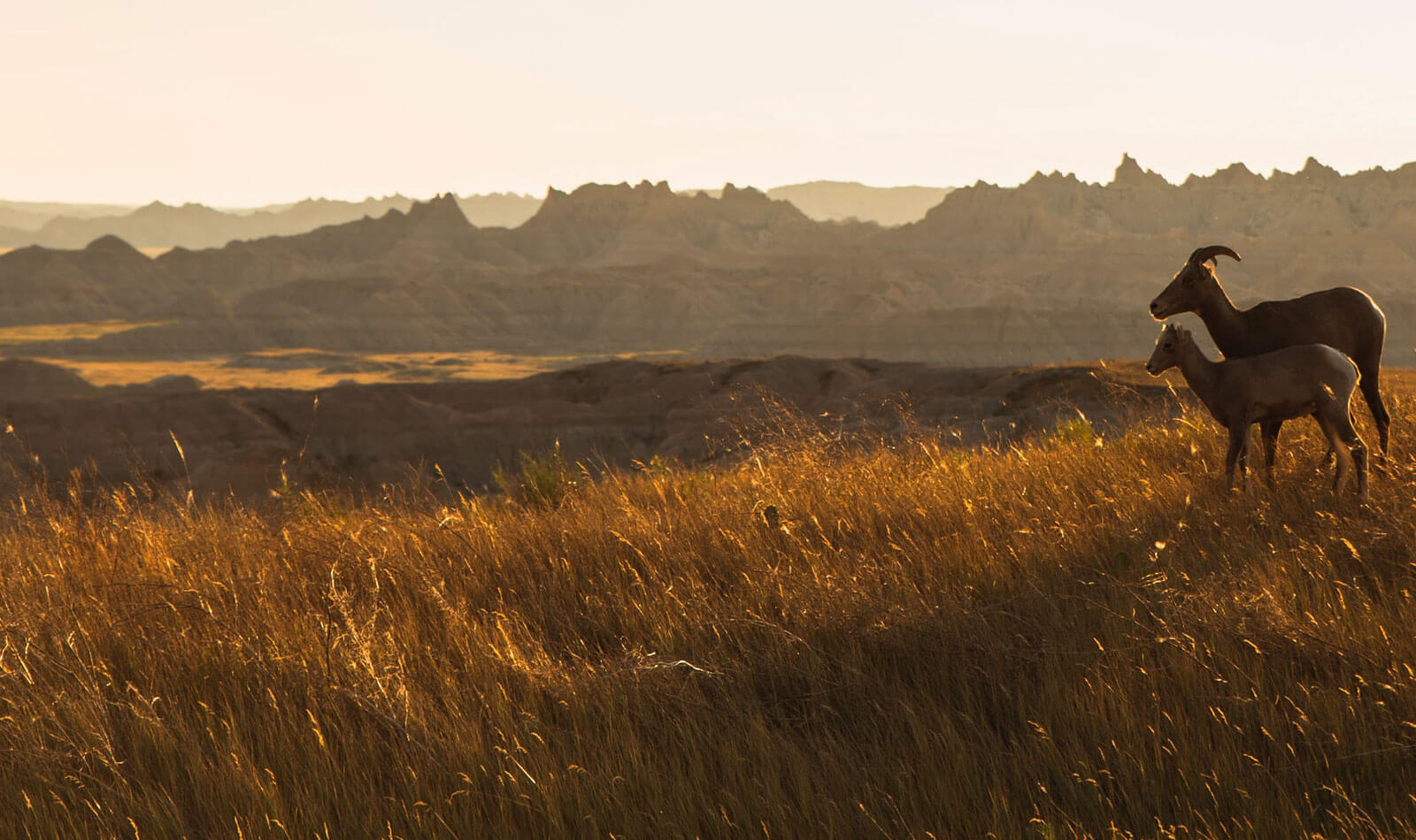 Community Is Good For The Planet - WILD Foundation