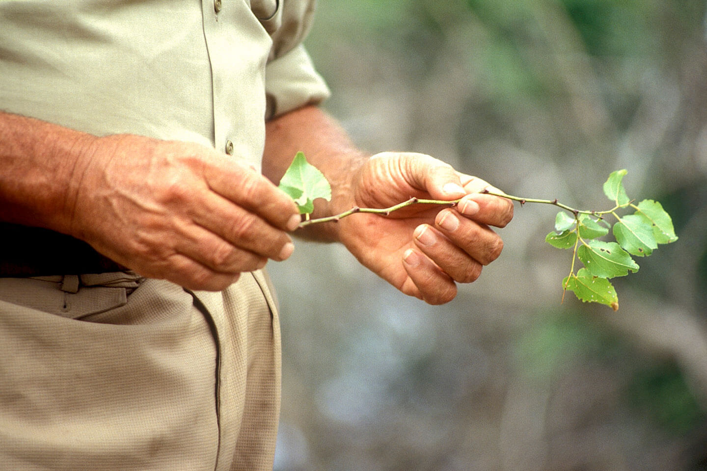 A New Era For WILD - WILD Foundation