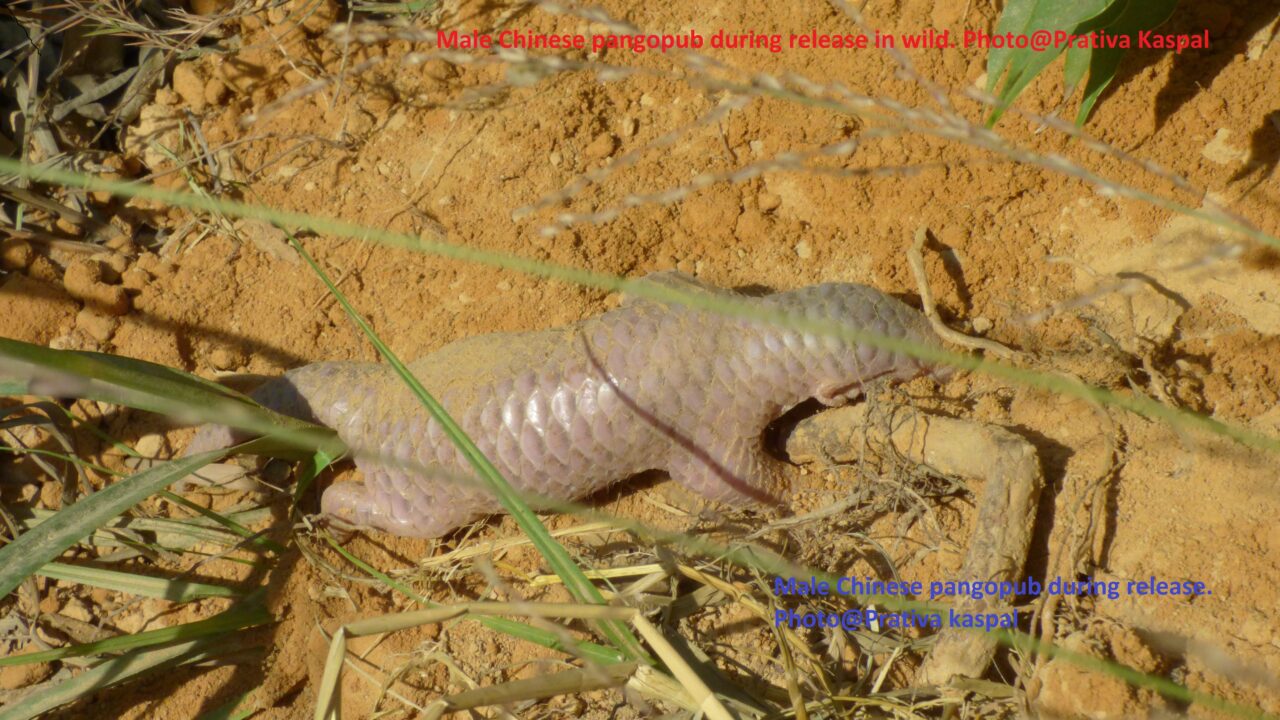 World Pangolin Day Celebration highlighting the rare life in a box ...