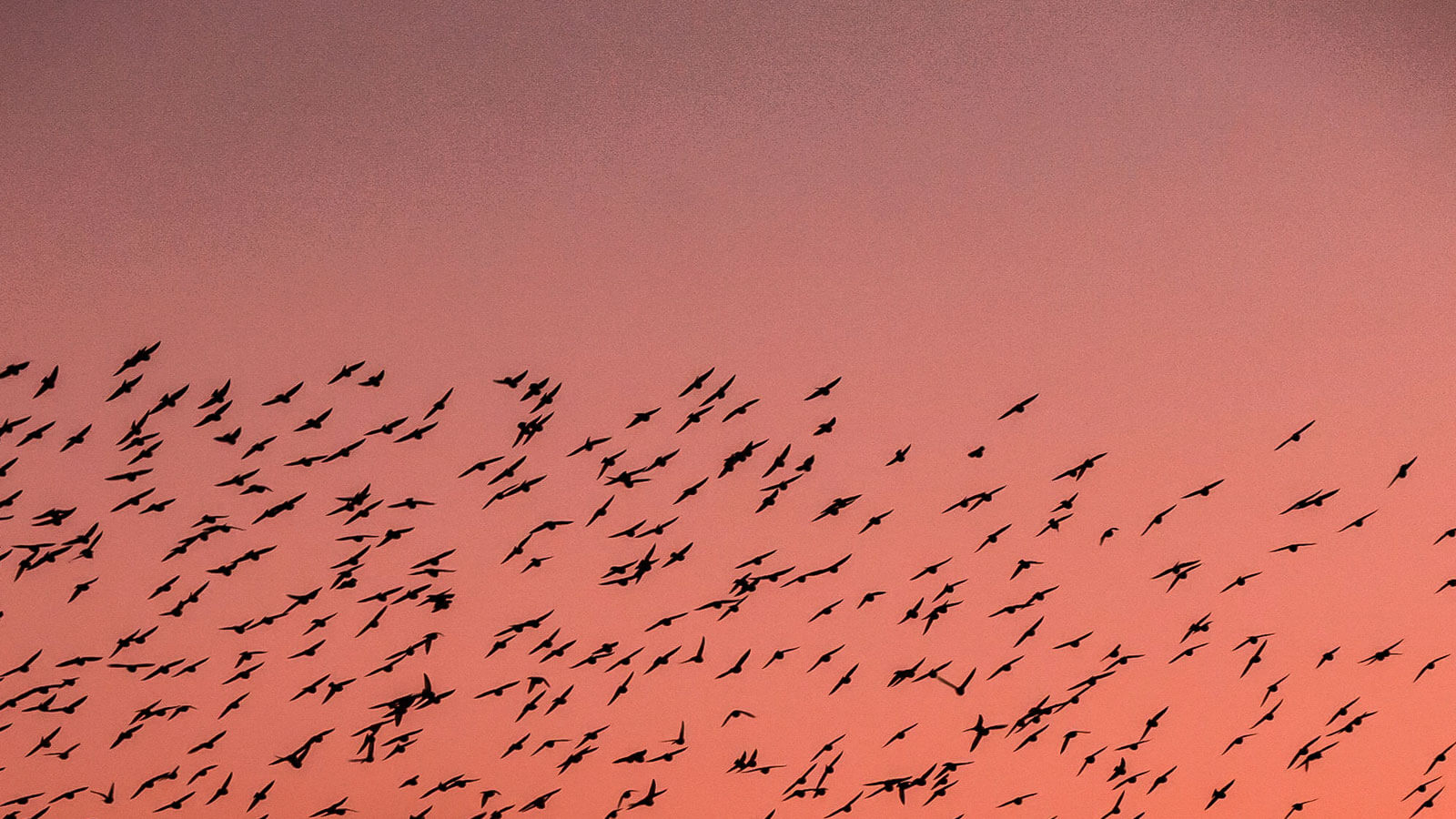 Swarming Starlings at the IUCN - WILD Foundation