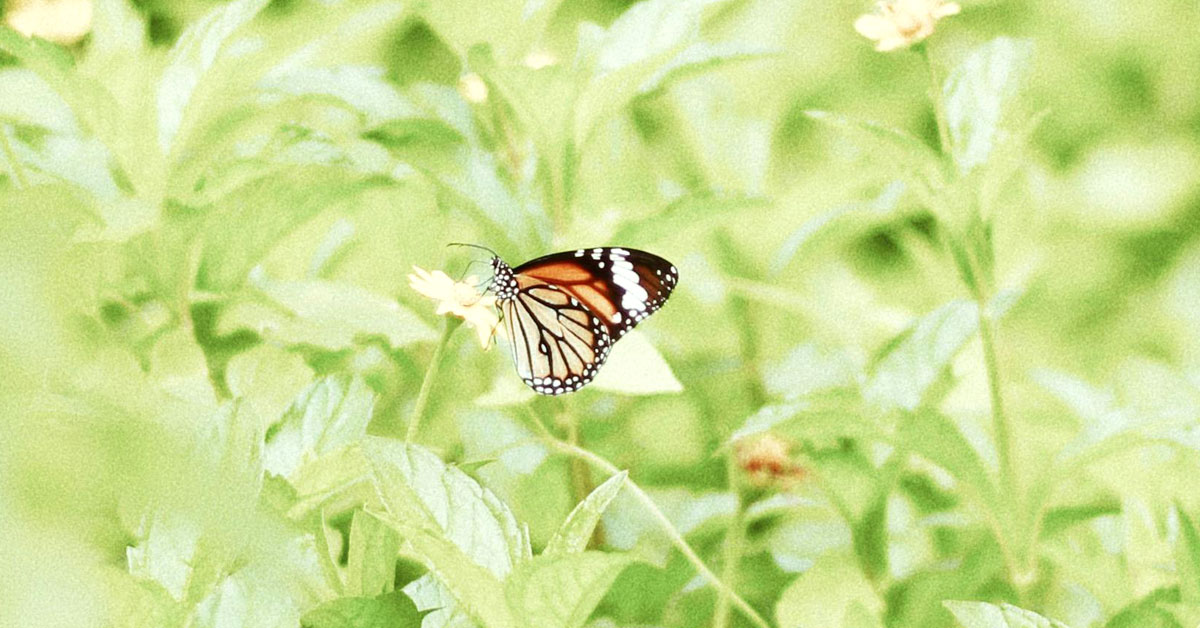 A Reflection by Timothy Hass, WILD’s Trustee