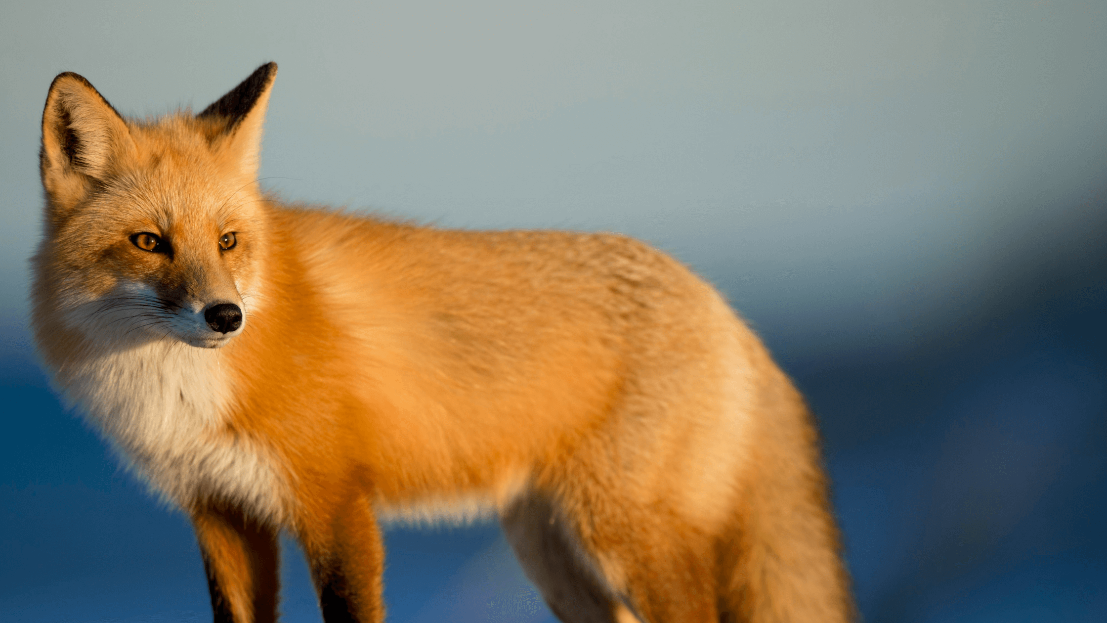 WILD Foundation - Wilderness Conservation & Protection