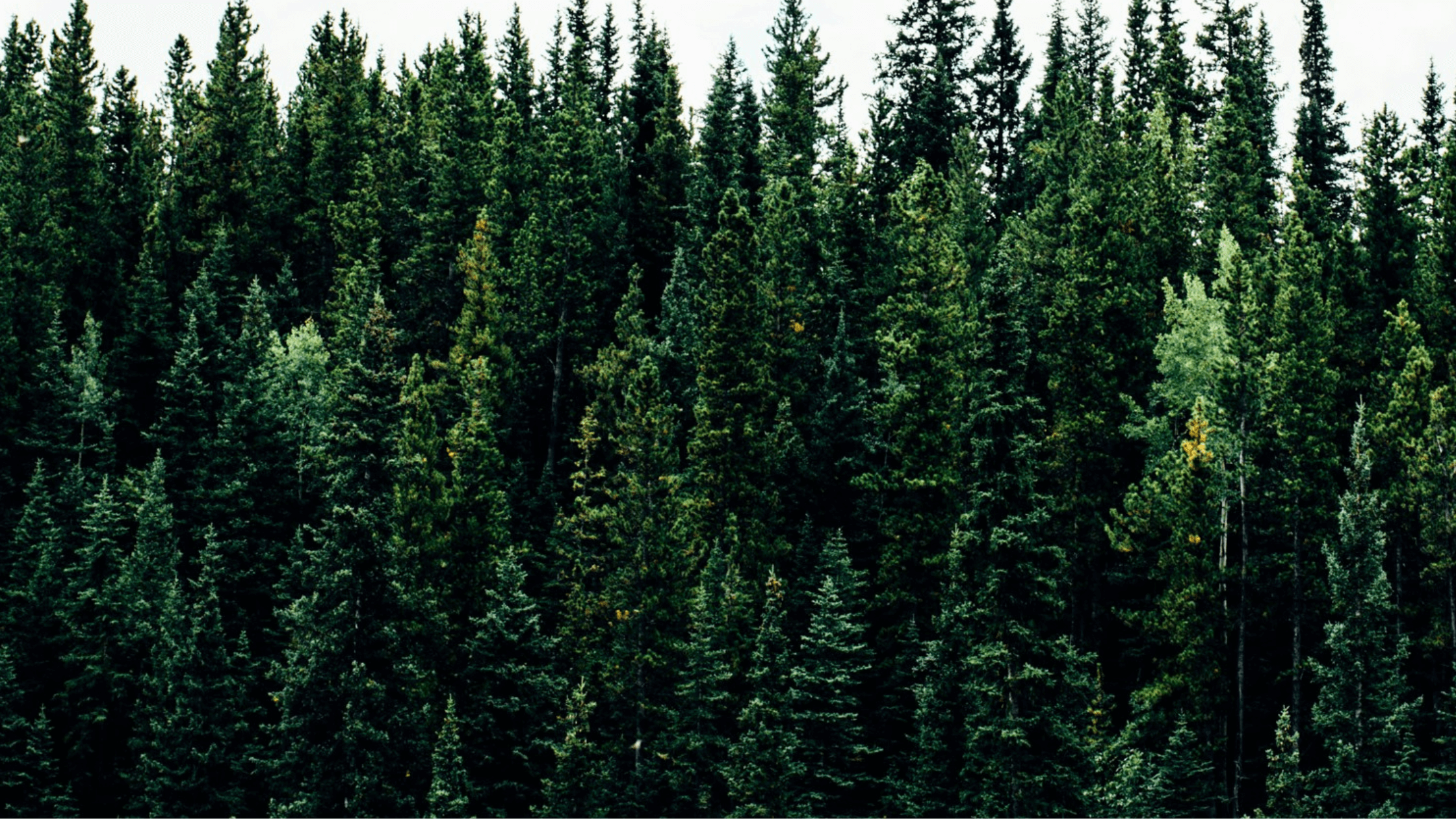 WILD Foundation - Wilderness Conservation & Protection