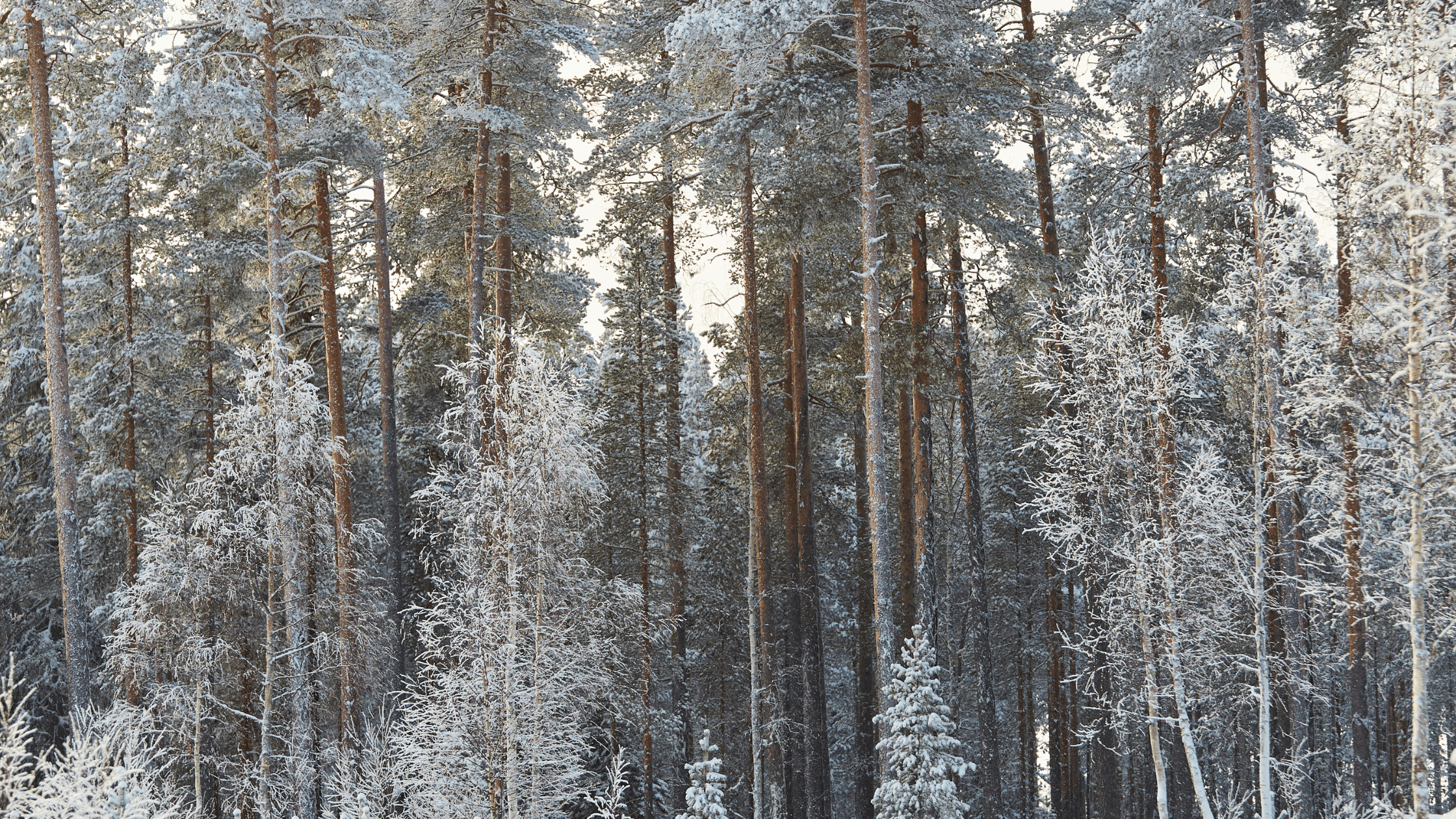Swedish Forest Company SCA’s Exit from FSC Certification